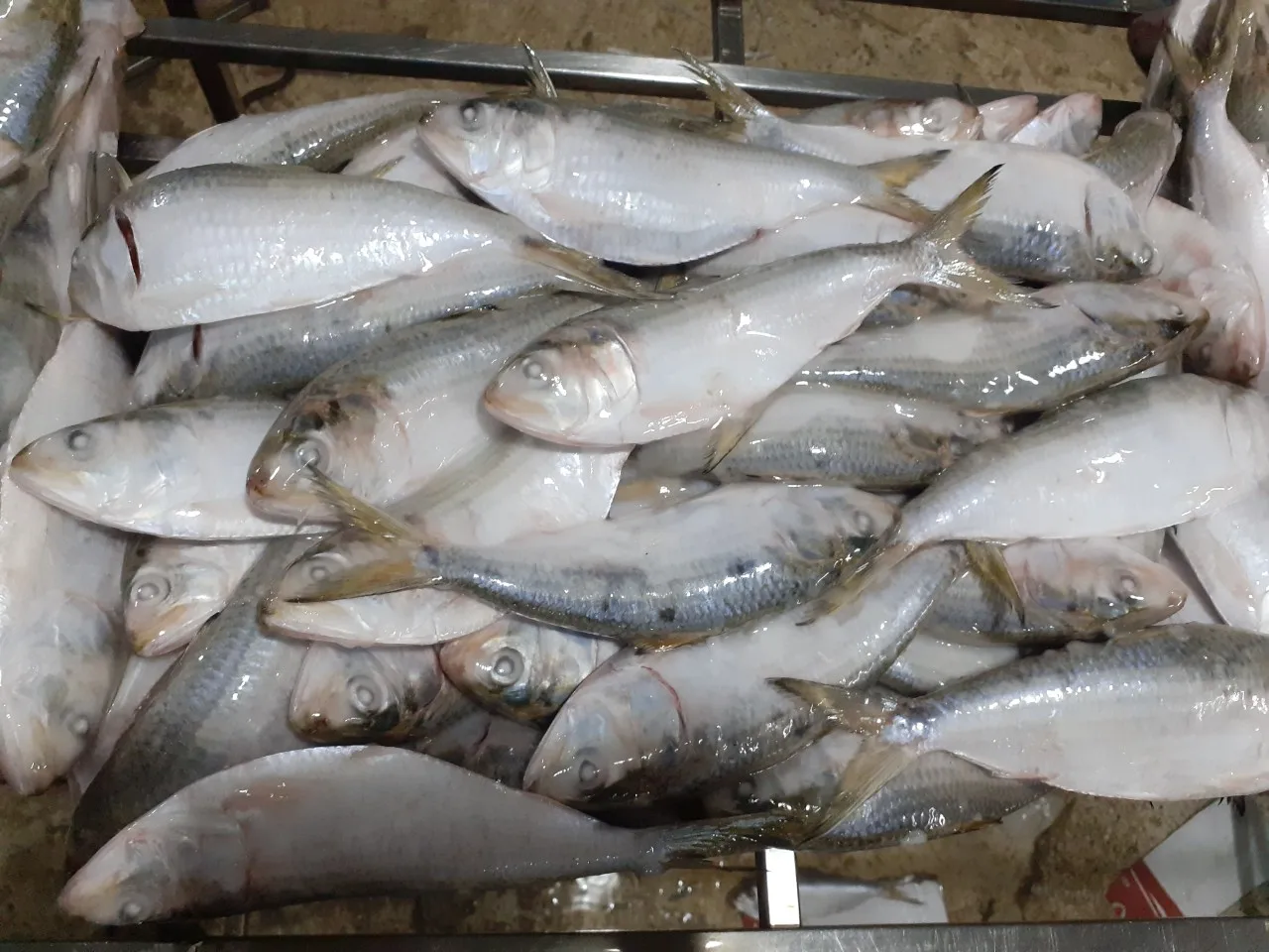 Frozen Dotted Gizzard Shad Fish (hilsa) from Vietnam