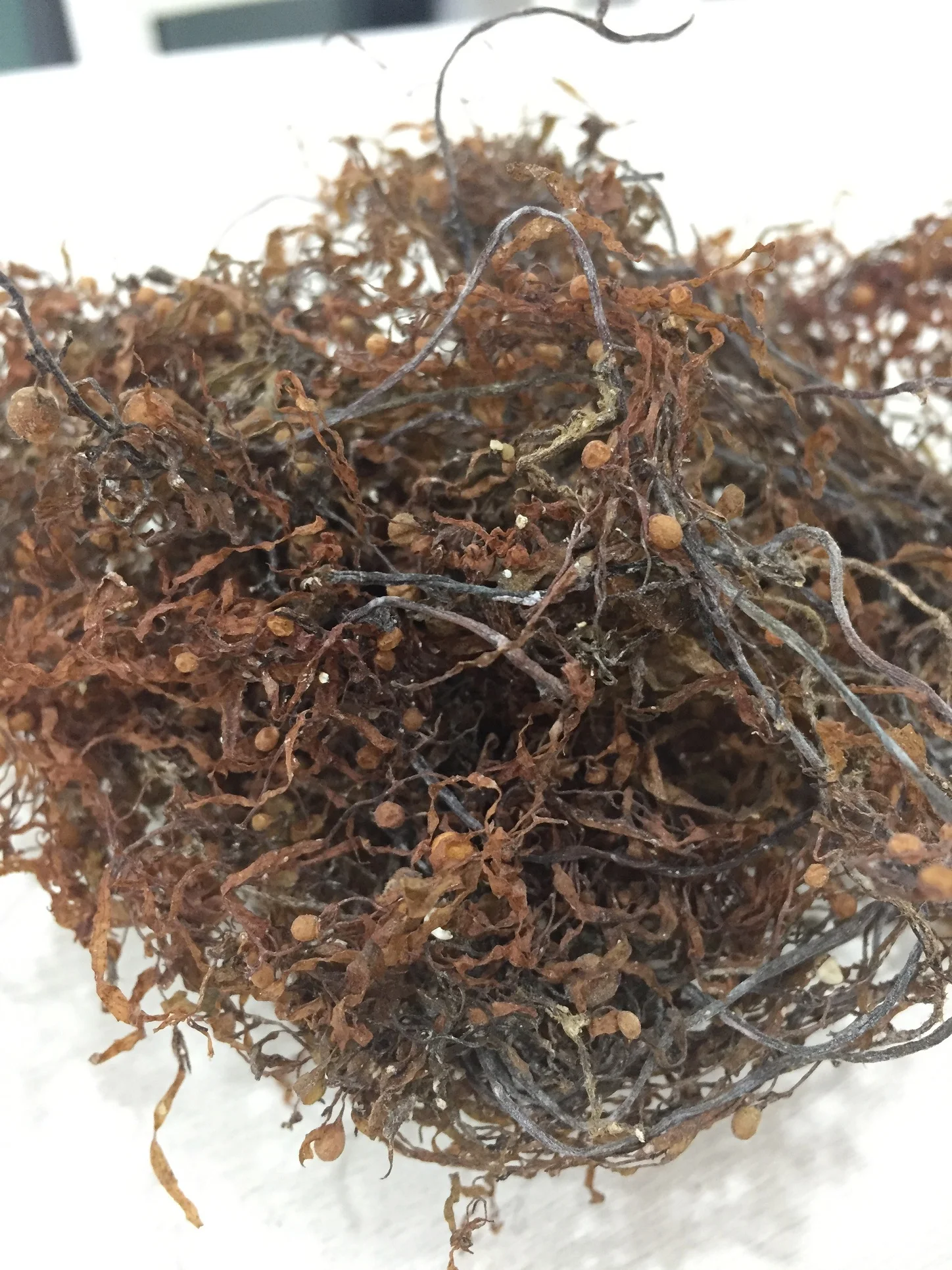 Dried Sargassum Seaweed Sargassum Powder Seaweed For Animal Feed And ...
