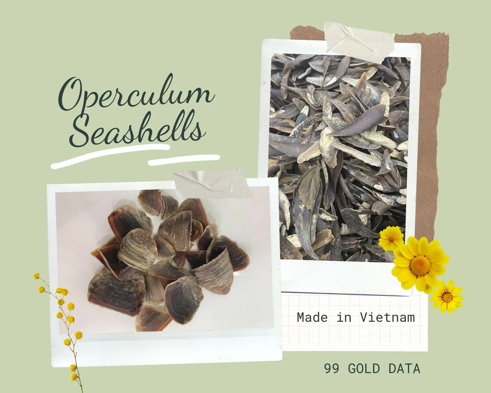 Seashell Onycha/operculum/trapdoor Of Murex/ Dried Triton Murex ...
