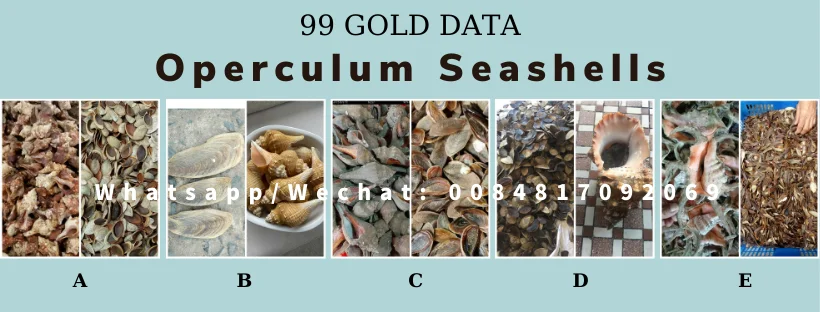 Fresh Seashell Murex Operculum Murex Snail Dry From Vietnam - Buy Hot ...