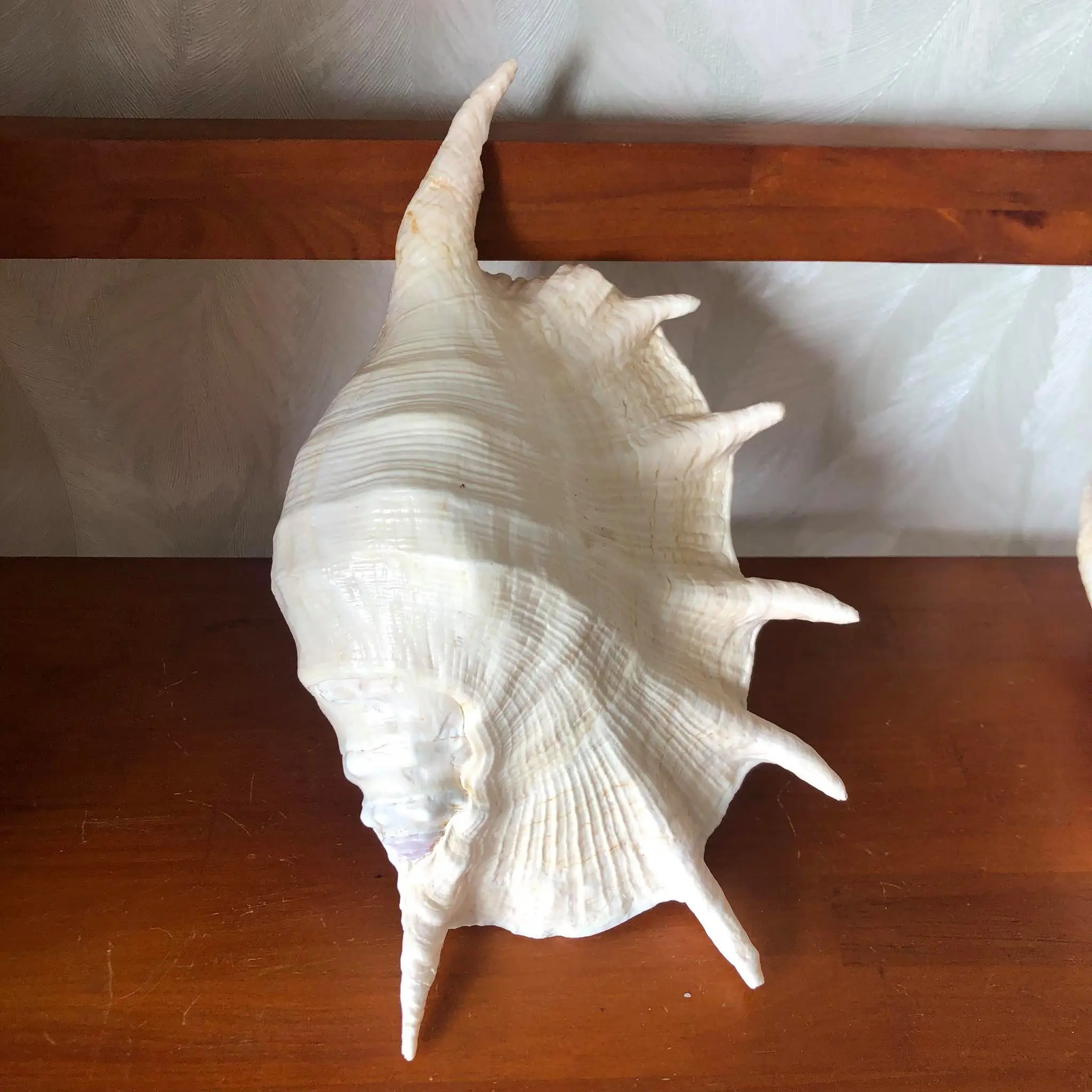 Vietnamese Handicrafts - Colorful Polished Snail Shells