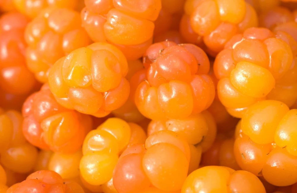 High Quality Frozen Cloudberry (rubus Chamaemorus) Puree 100% No Sugar ...