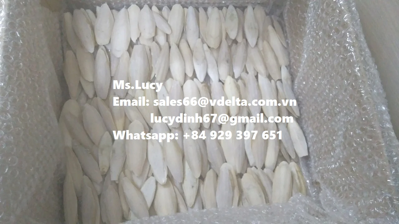 Wholesale High Quality Cuttlefish Bone in Bulk/ the Best Price ...