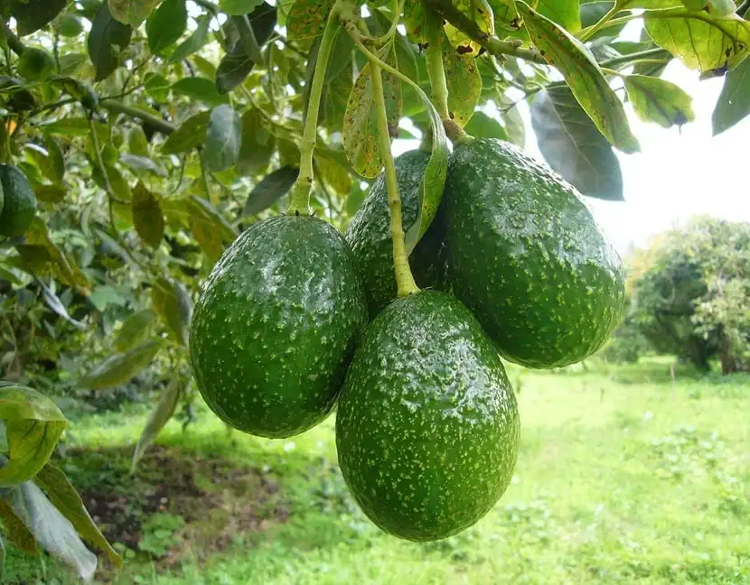 High Tropical Fruit New 2022 Booth Avocado Made in Vietnam