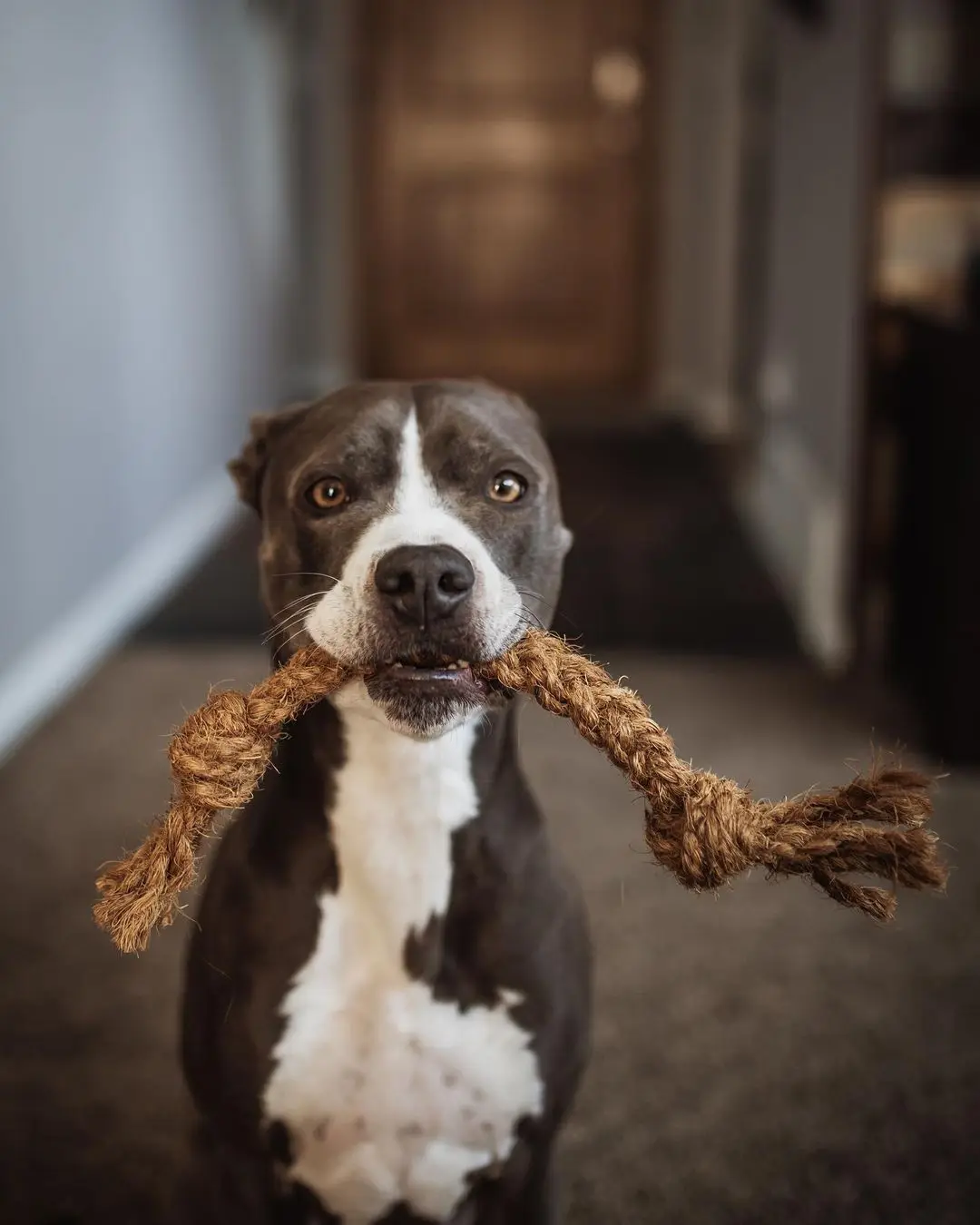Coconut Fiber Dog Chew - Dental Care with Coco Chew Ball