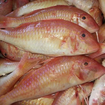 Whole Frozen Red Mullet For Sale - Buy 400-600g Mackerel,Frozen Fish ...
