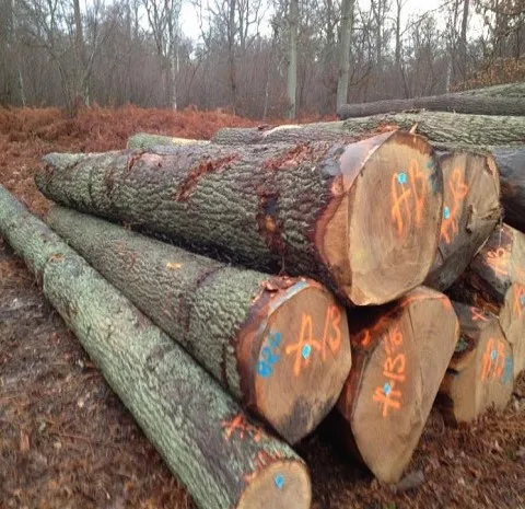100% Natural Oak Wood Logs - Best Price Available for Sales