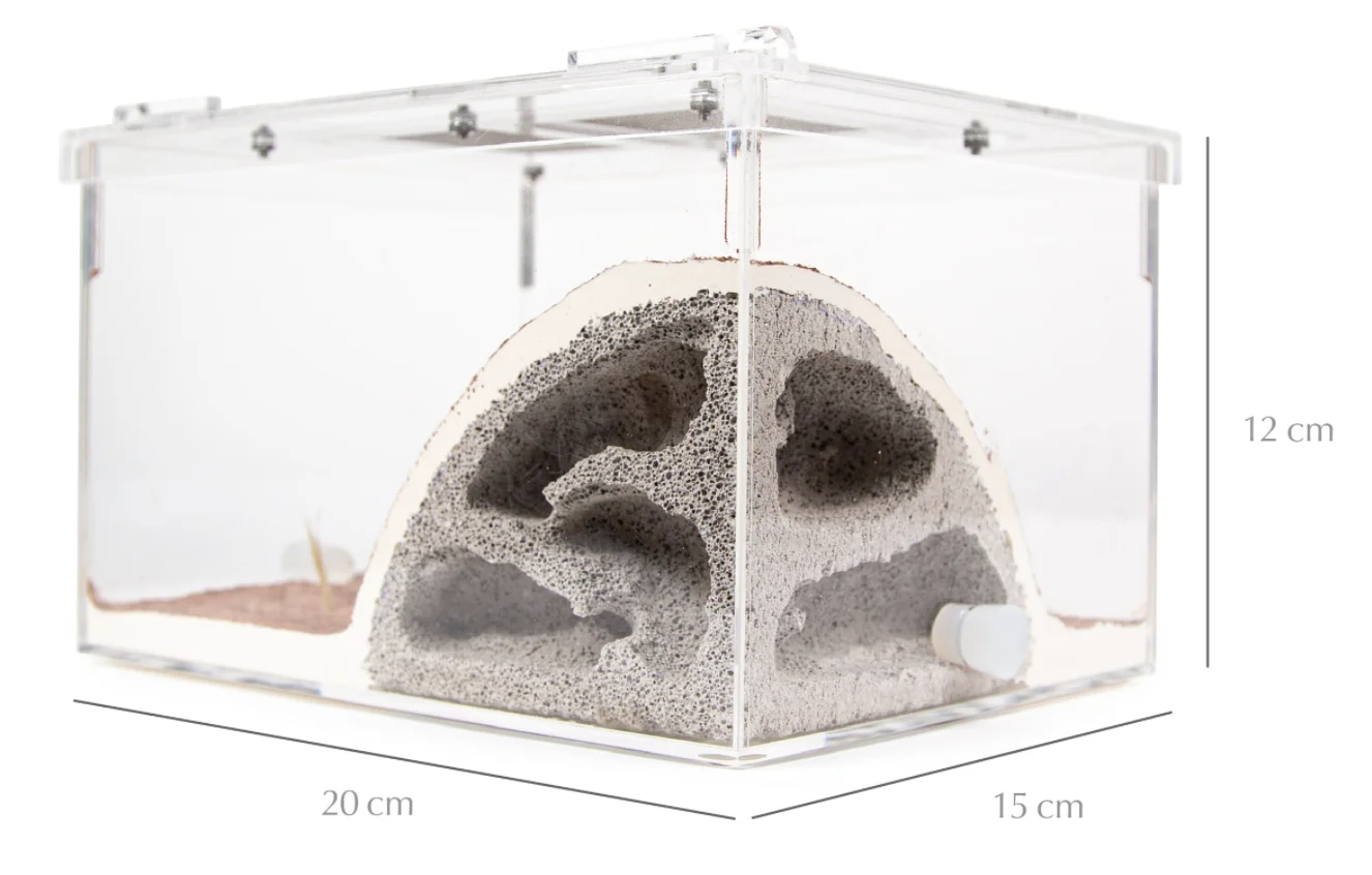 Medium Anthill Lightweight Brick Plaster Ant Nest| Alibaba.com