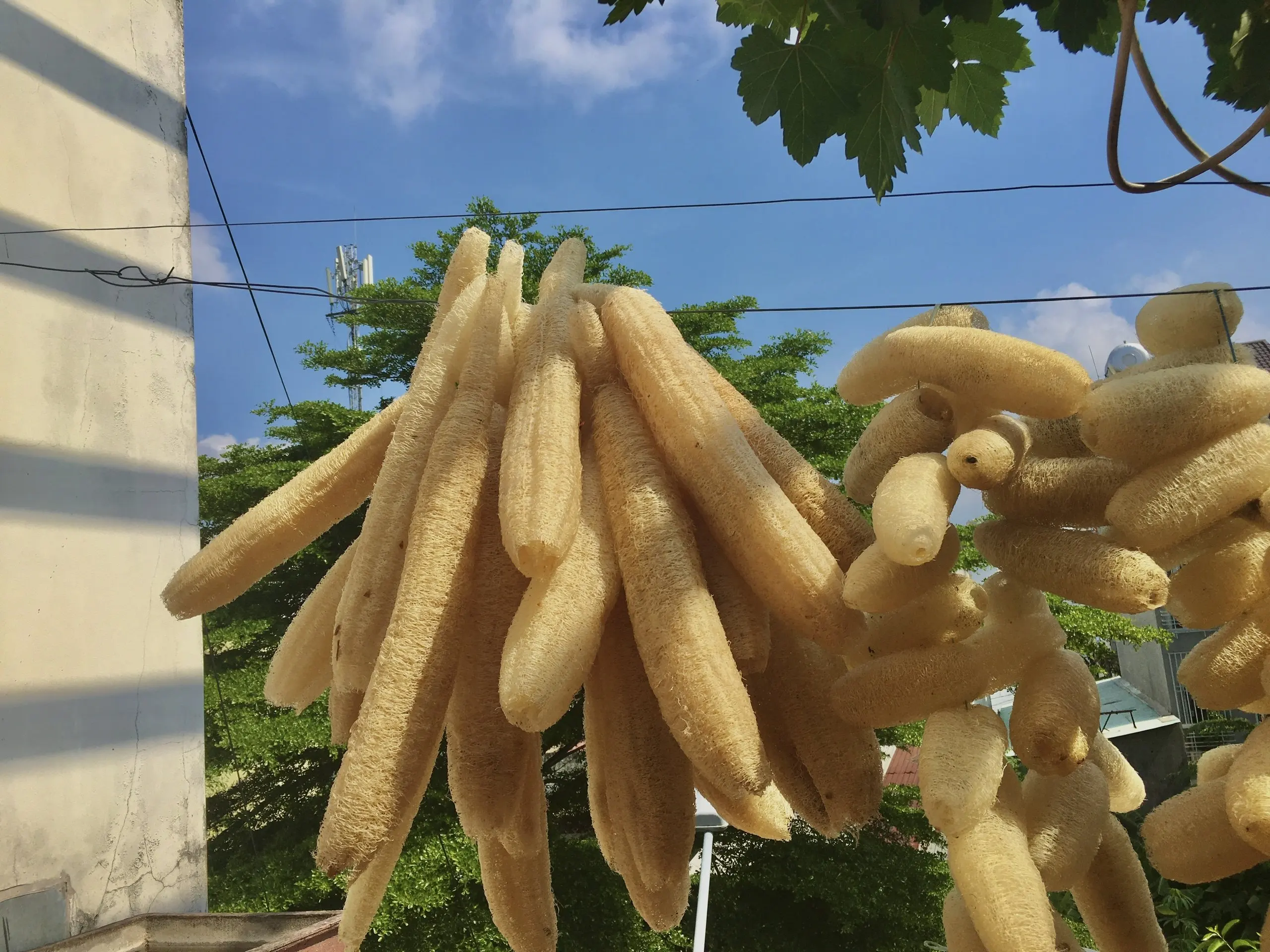 Raw Dried Whole Loofah - Natural Bath Shower Tool