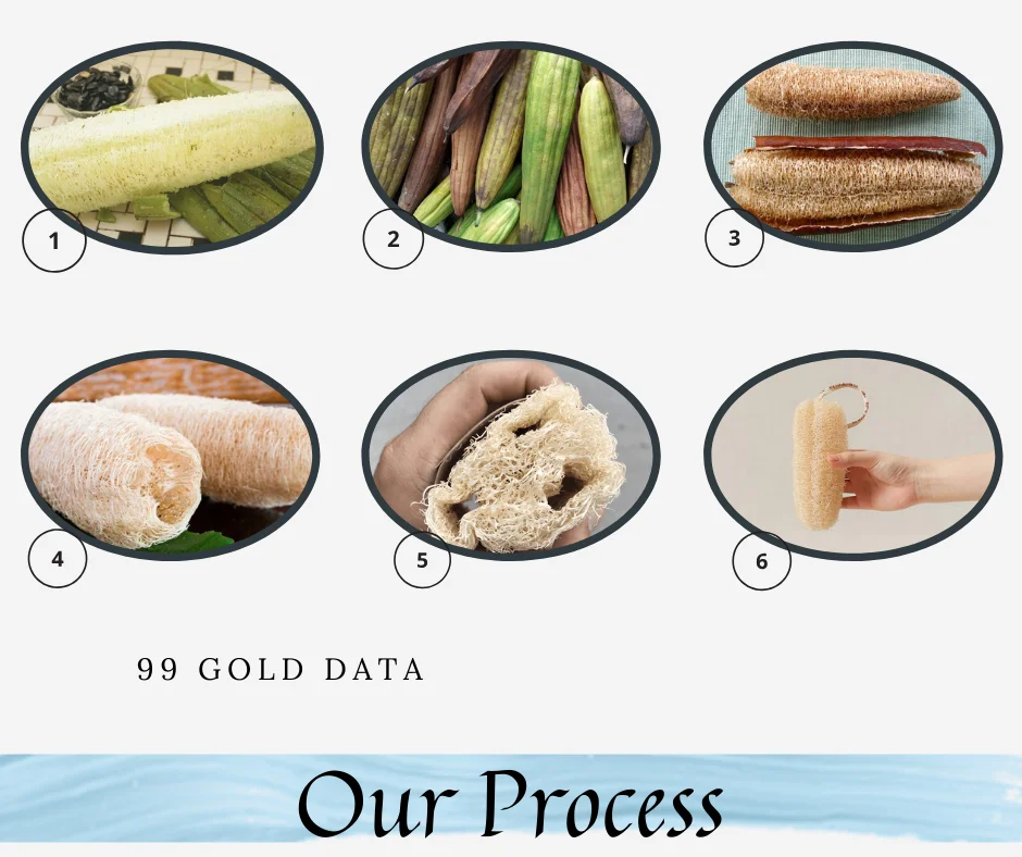 Natural Loofah from Vietnam - Durable & Smell Removing