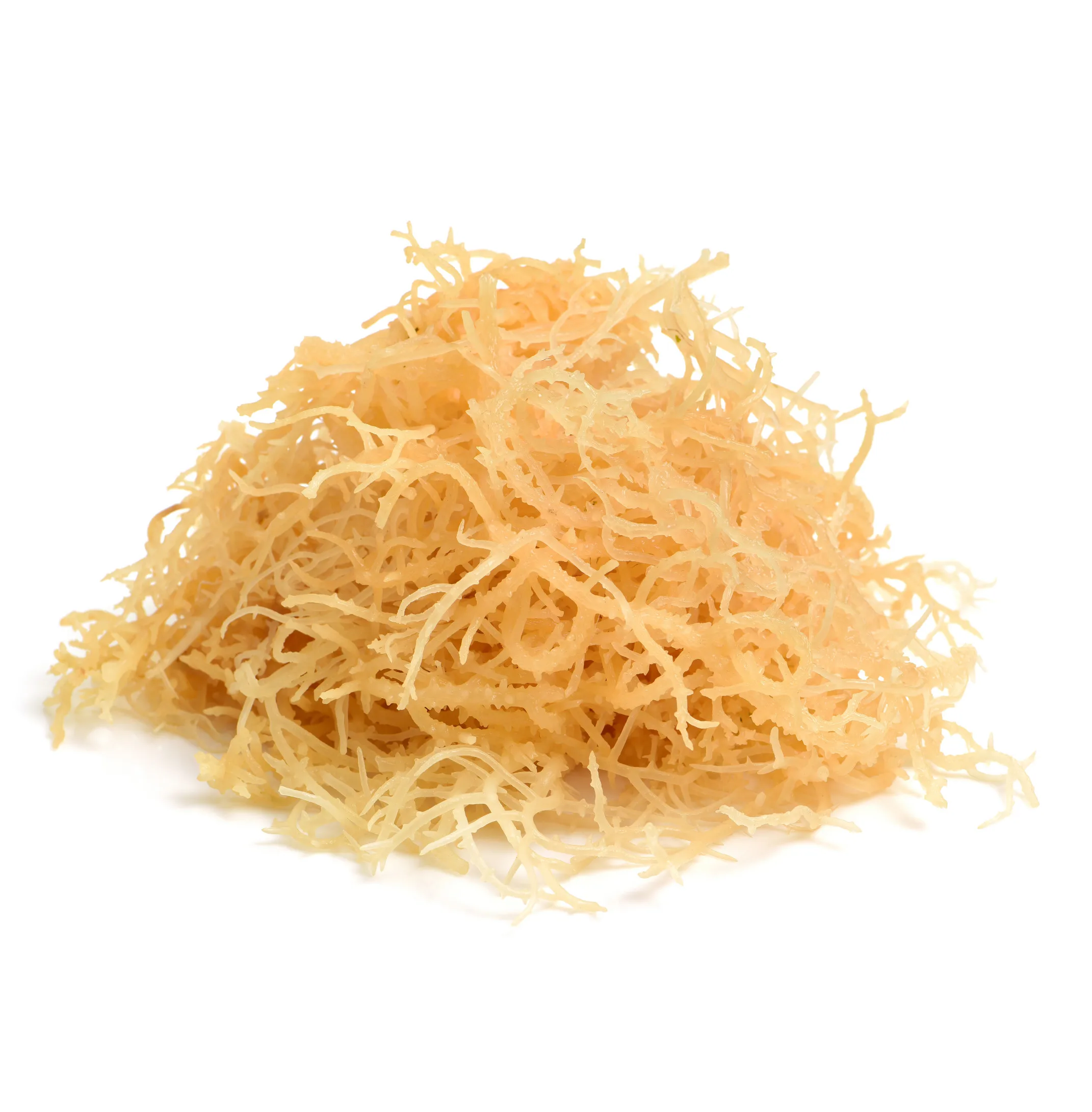 Wildcrafted Raw Superfood Irish Moss/ Sea Moss Eucheuma Cottonii 2021 ...