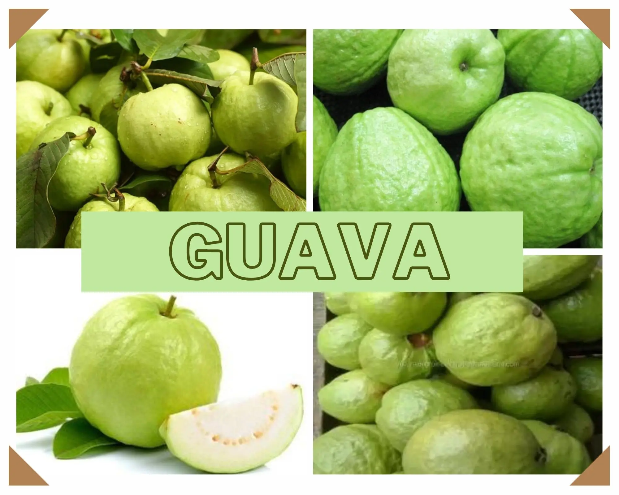 Vietnamese Top Quality Good Taste Fresh Fruit Guava For Wholesale ...