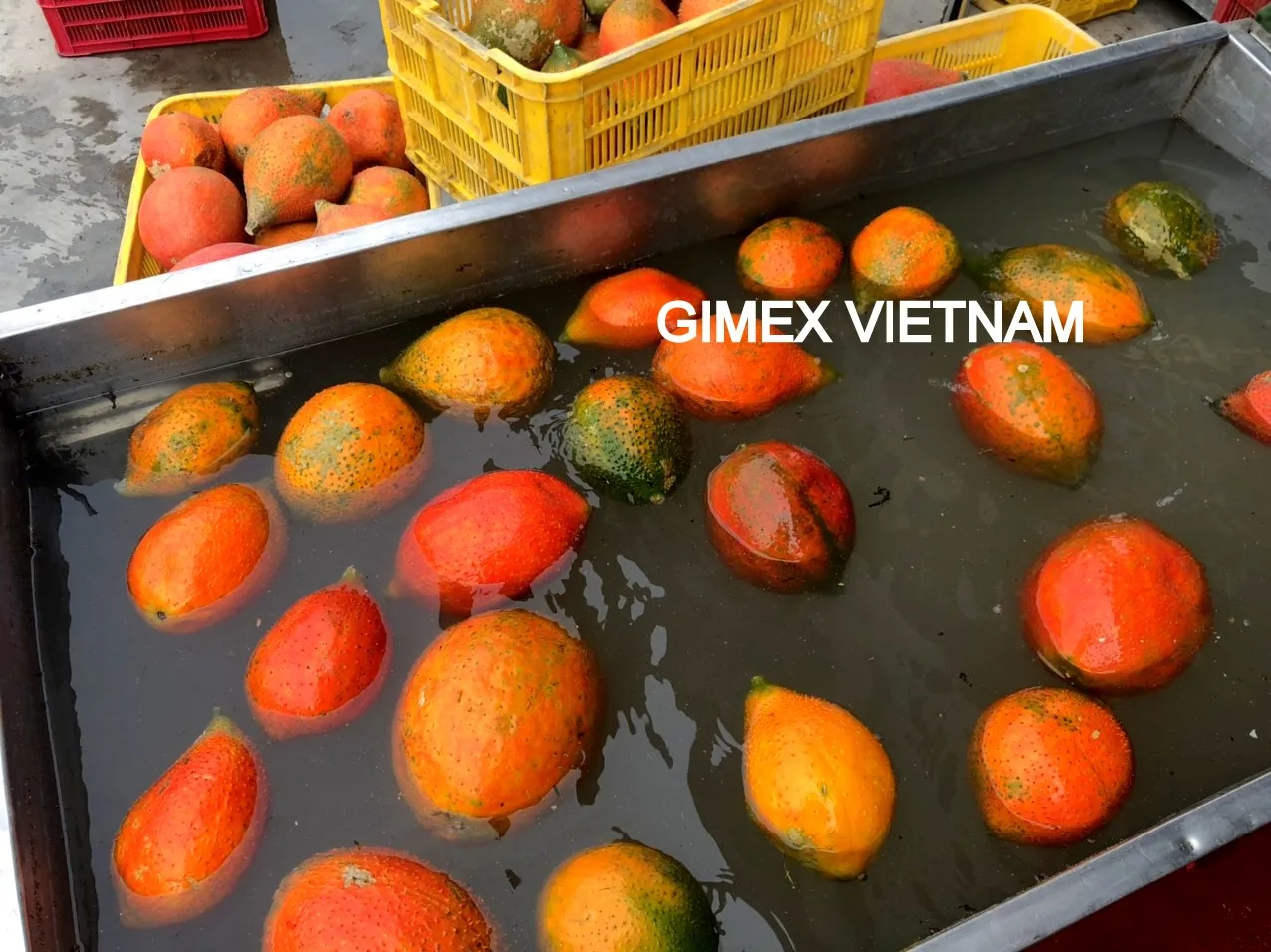 Frozen Gac Fruit Puree From Vietnam,Contact +84984418844 Whatsapp - Buy ...