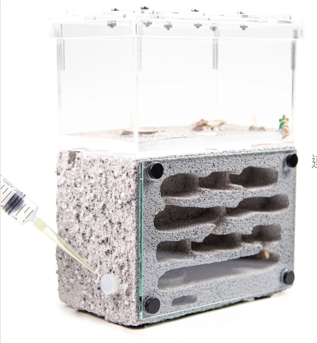 Ant Terrarium - Observe Ants in a Sustainable Formicarium