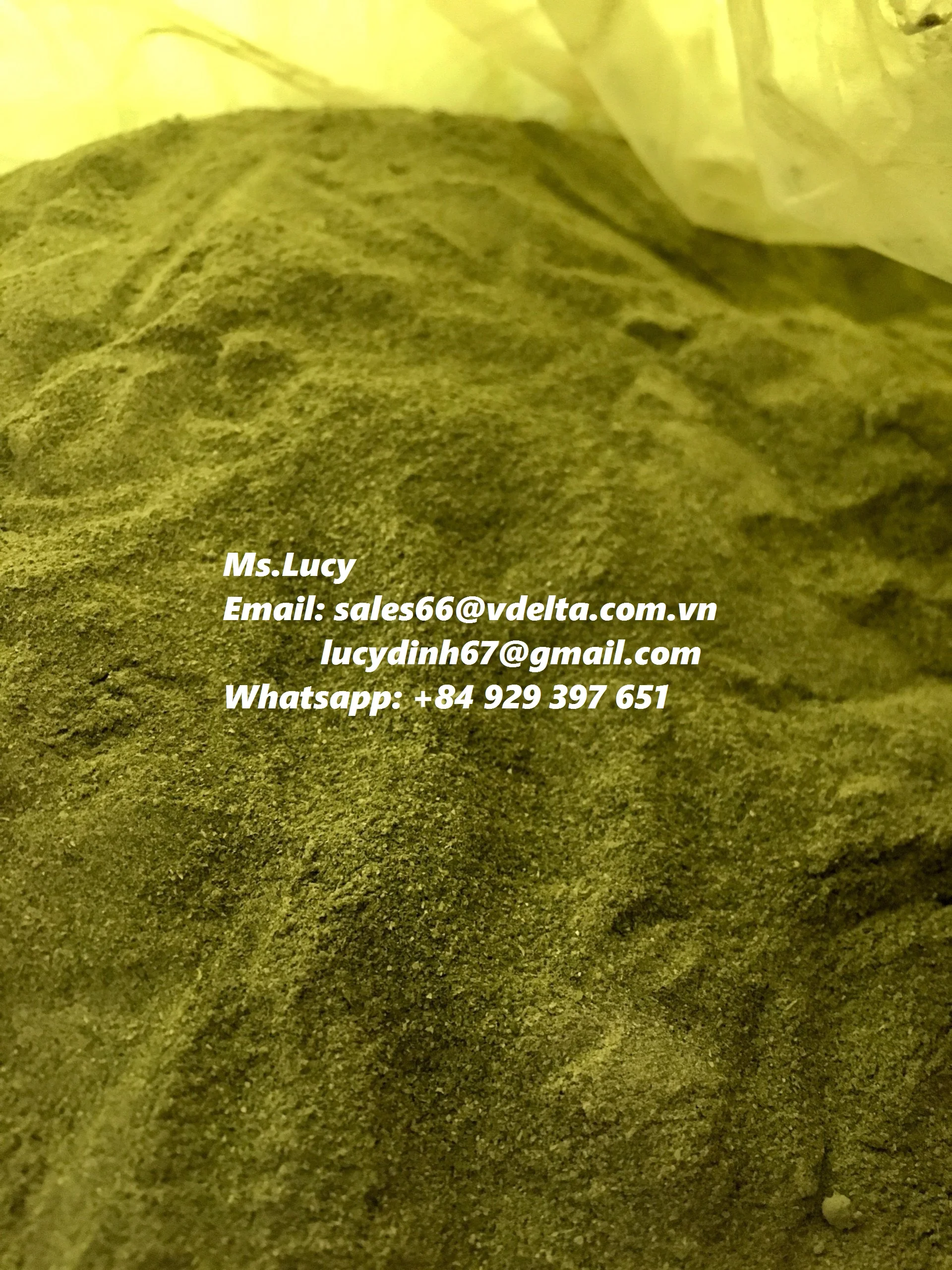 Green Dried Sea Moss Powder - High Quality Ulva Lactuca