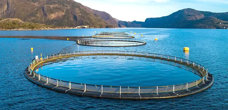 Aquaculture Floating HDPE Bracket Pipe Fish Farming Pipe Cage Fish HDPE ...