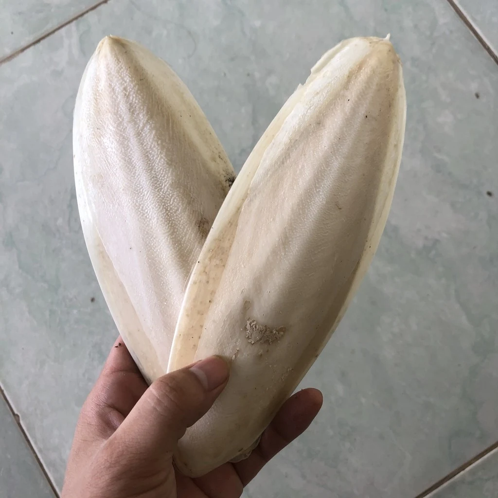 Dried Cuttlefish Bone/ Animal Feed/ Jonathan +84766909341 - Buy ...