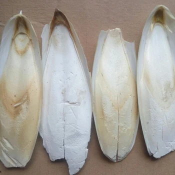 High Quality Vietnam Cuttle Fish Bone / Cuttlebone / Squid Bone /vivian ...