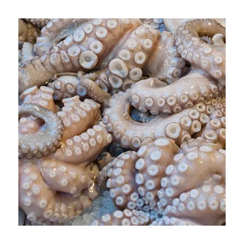 Frozen Octopus - Wholesale and Export at Competitive Prices