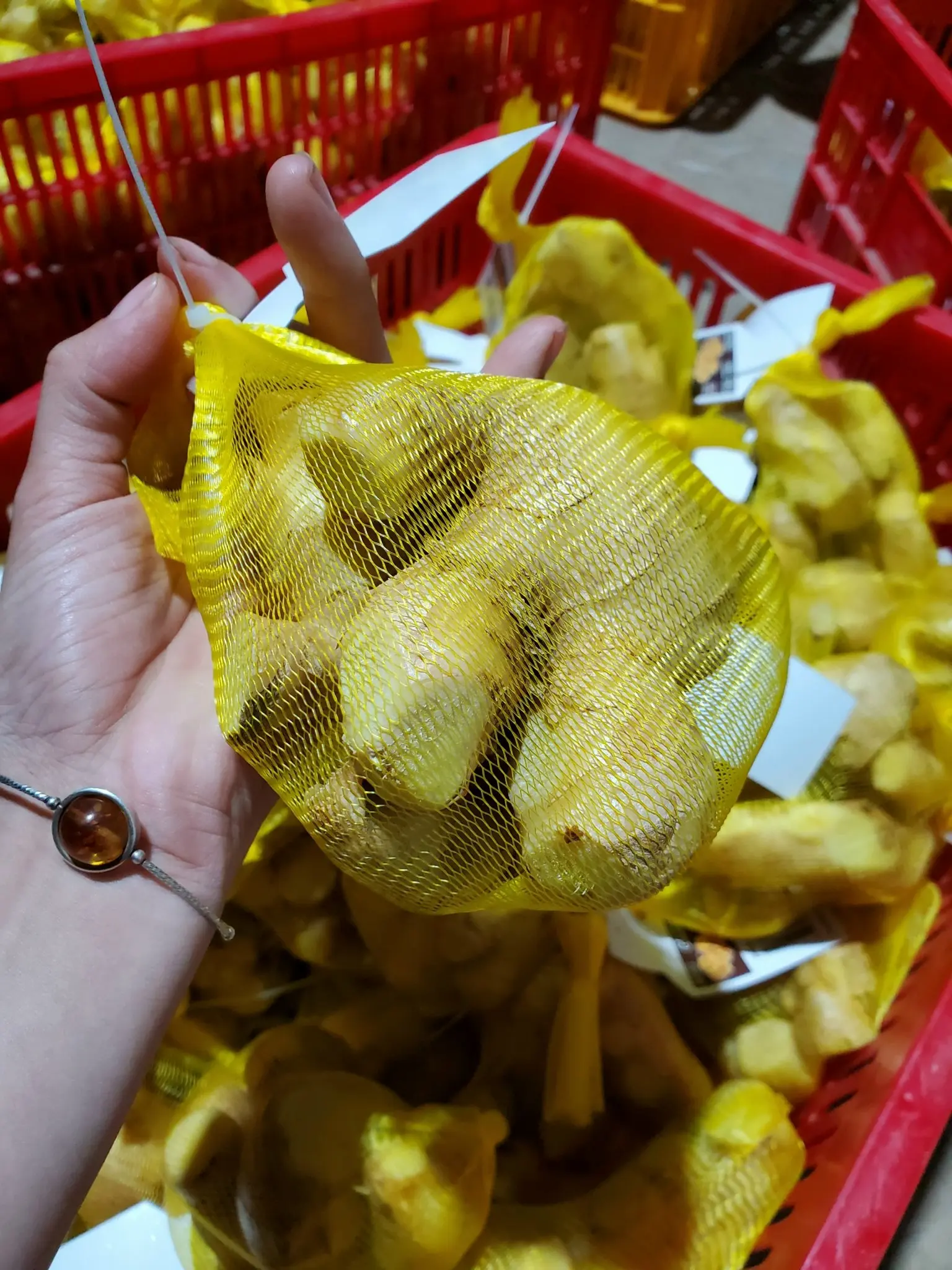 High Quality Fresh Elephant Ginger From Vietnam 2022 Fresh Ginger ...