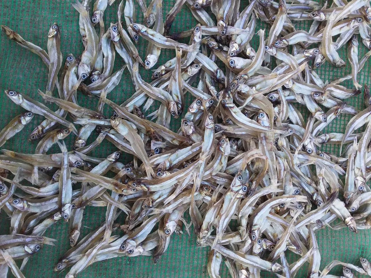 Dried Anchovy Fish - Nutritious & Cheap Seafood from Vietnam