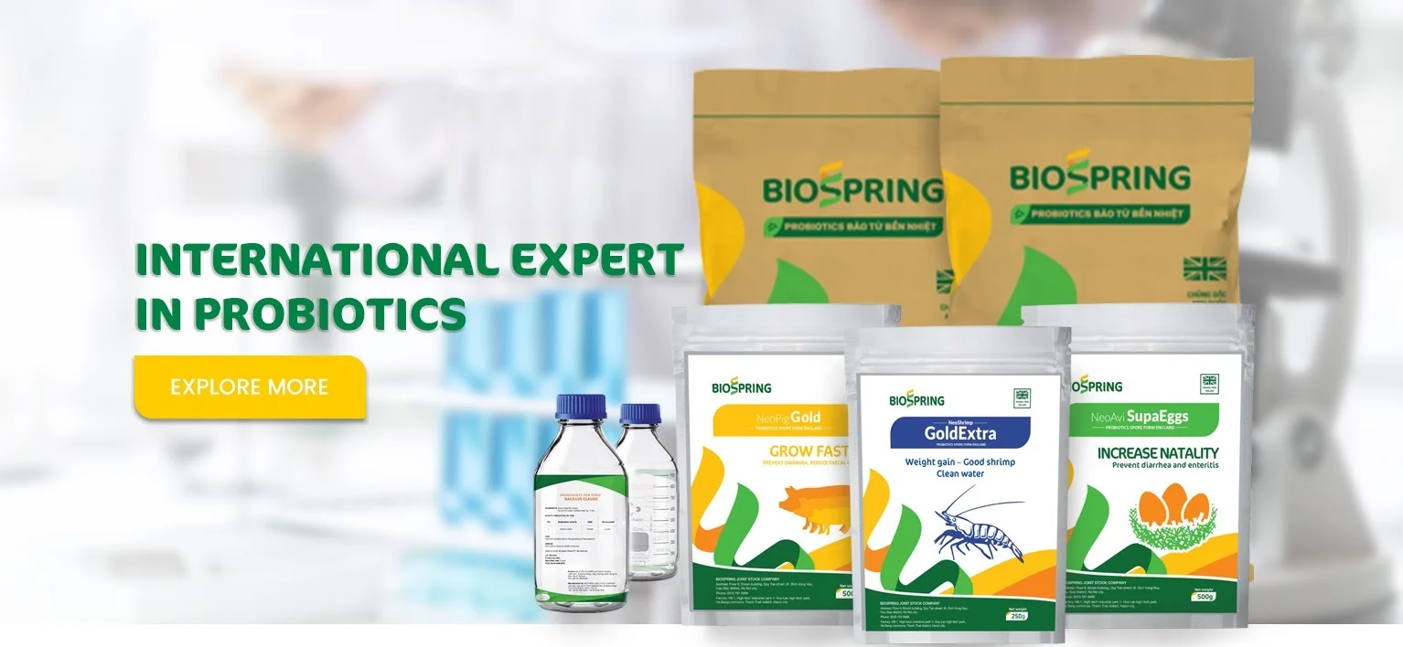 England Origin Bacillus Coagulans Bacillus Indicus Ingredients Water ...