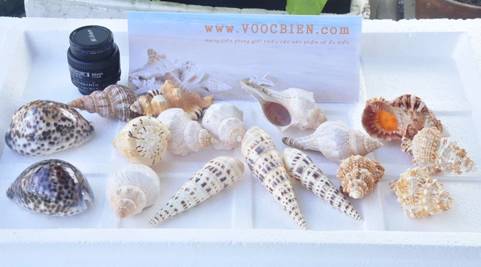 Wholesale Dry High Quality Operculum Shell Seashell Murex