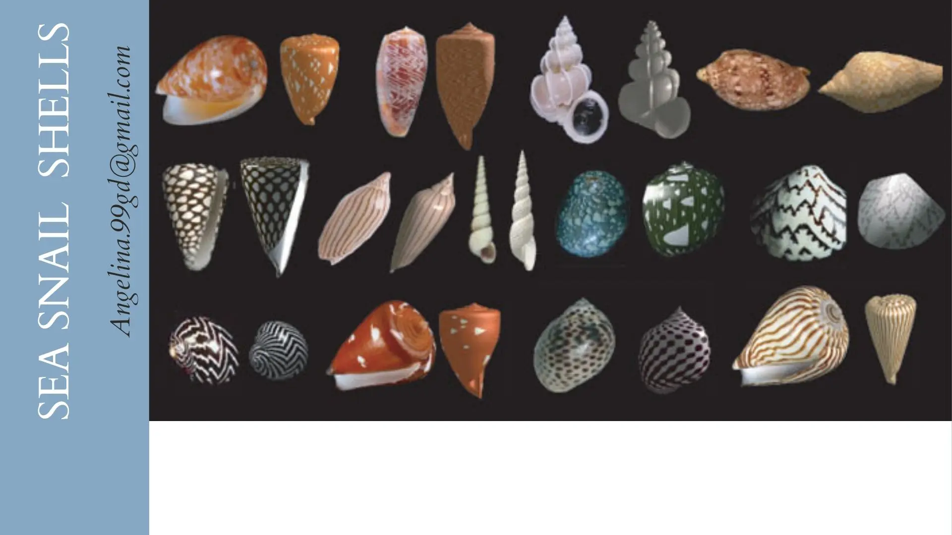 Wholesale Dry High Quality Operculum Shell Seashell Murex