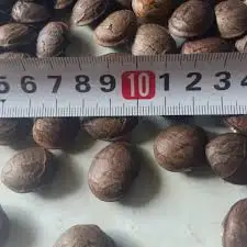 ROASTED SACHA SACHA INCHI NUT FROM VIETNAM- Make Sachi Oil - Helen +84 ...