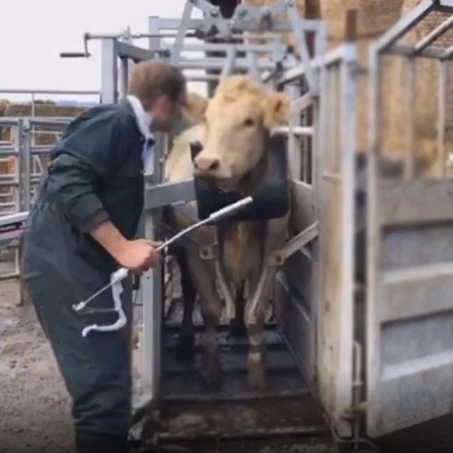 High Quality Cattle Bolus Applicator Balling Gun Cattle Bolus ...