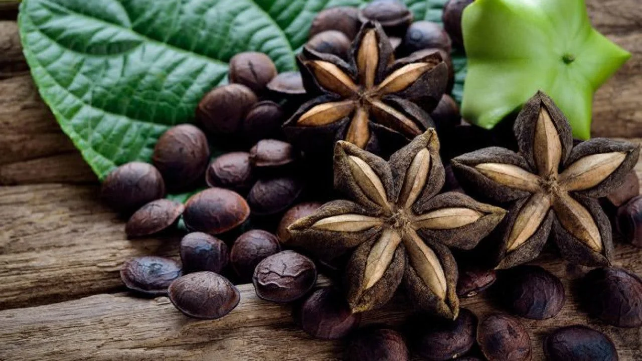 Dried Sacha Inchi Nut // Healthy Product - Helen +84 374 288 086 - Buy ...