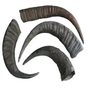 100% Best Quality Sheep Horn For Unpolished Home Decoration Handicraft ...