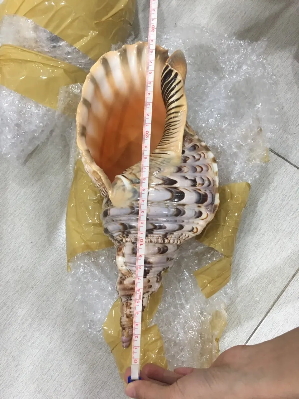 Beautifully Decorative Seashell Snail Shells From Vietnam - Lucky Sea ...