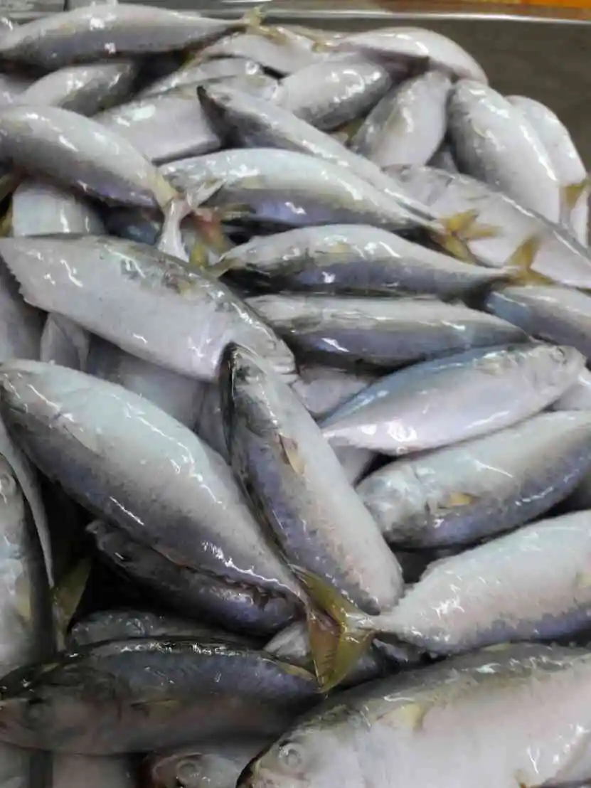 Frozen Short Bodied Mackerel Fish - Indian Mackerel from Vietnam with ...