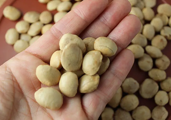 High Quality Dried Sachi Inchi Nuts / Top Quality Special Cashew Nut ...
