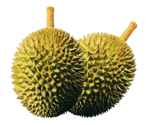 Malaysia Manufacturers Whole Frozen Fruits Frozen Durian Supplier ...
