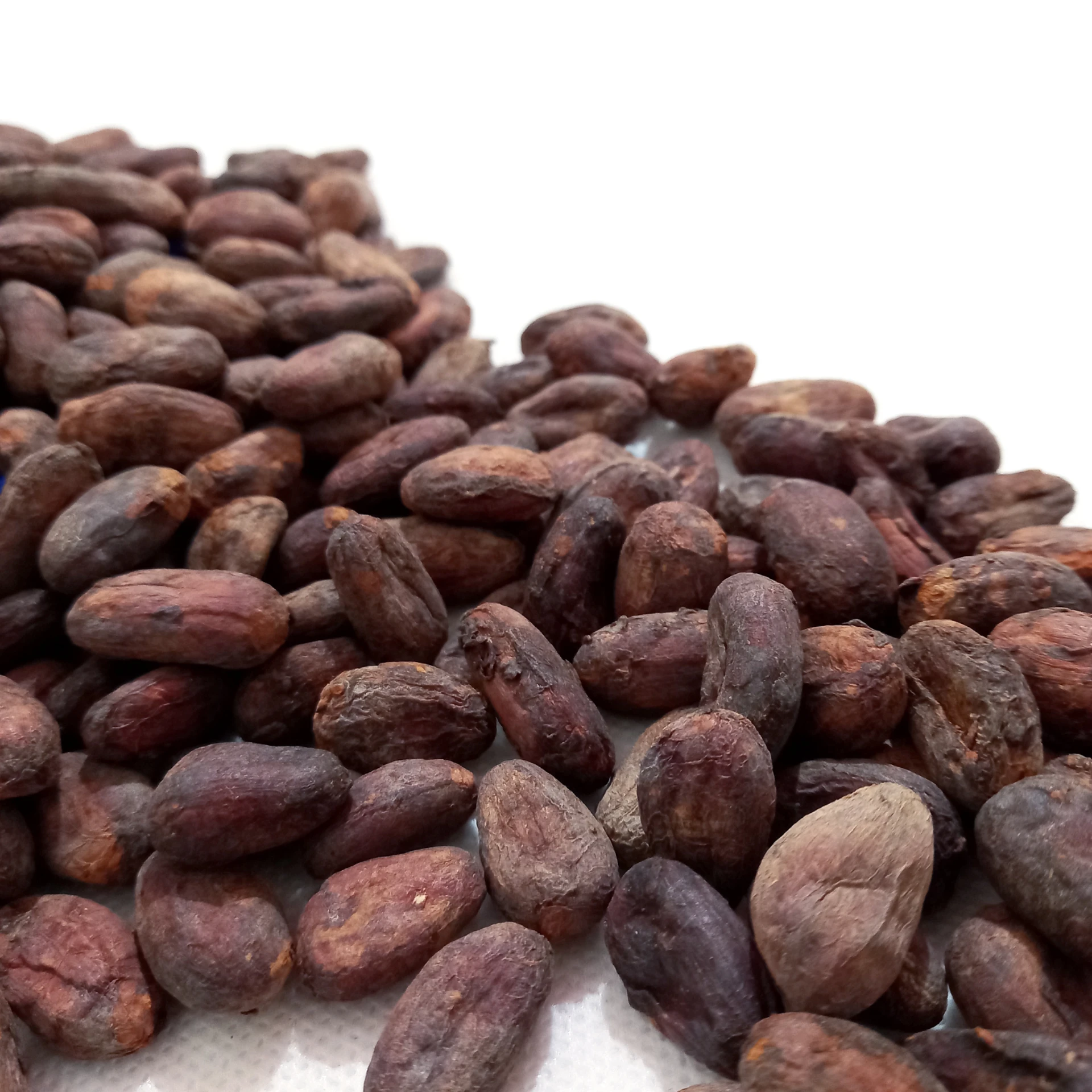 Cocoa Gourmet Cocoa Beans From Germany - Cacaotrace Program - Buy ...