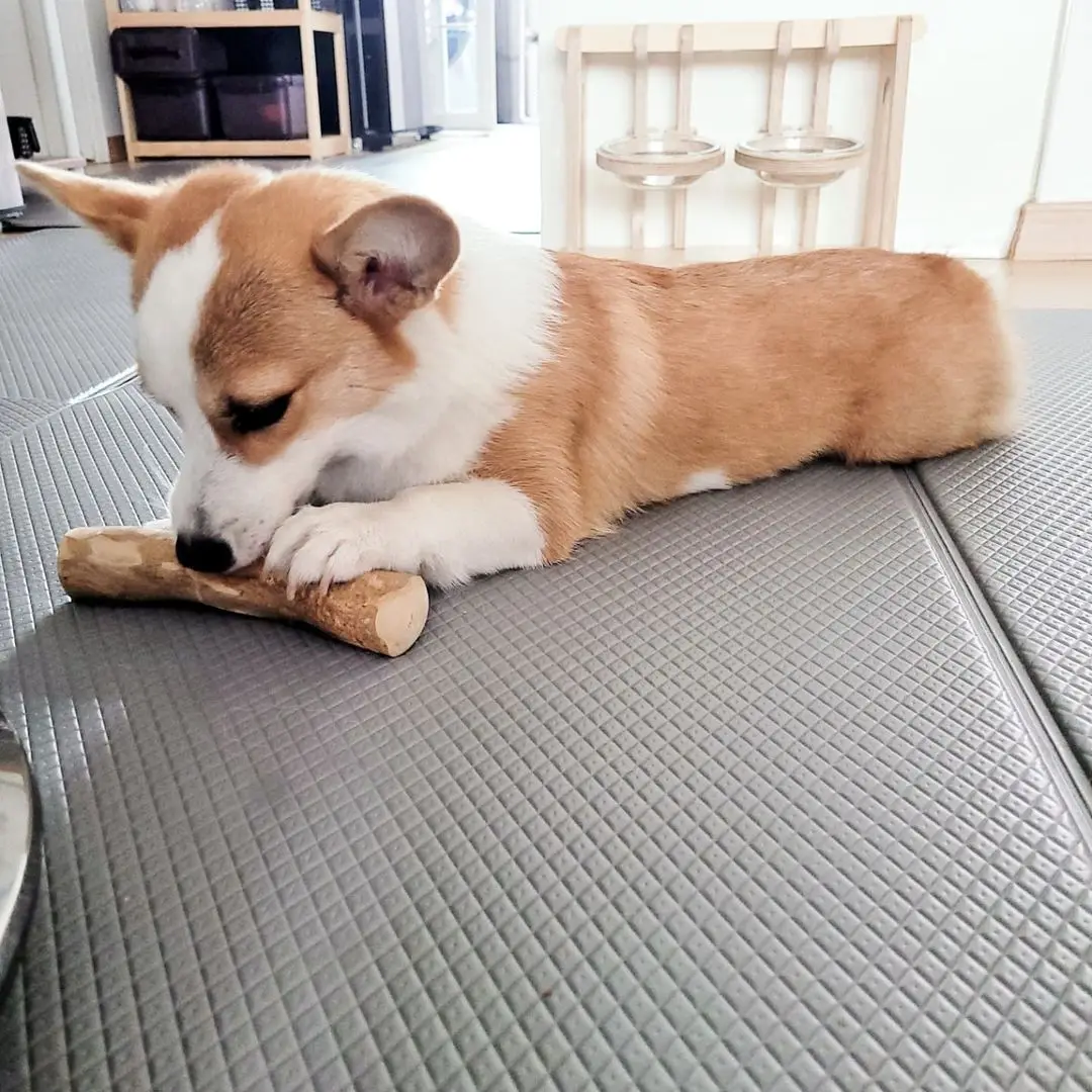 Natural Coconut Chew Rope for Dogs - Durable & Healthy