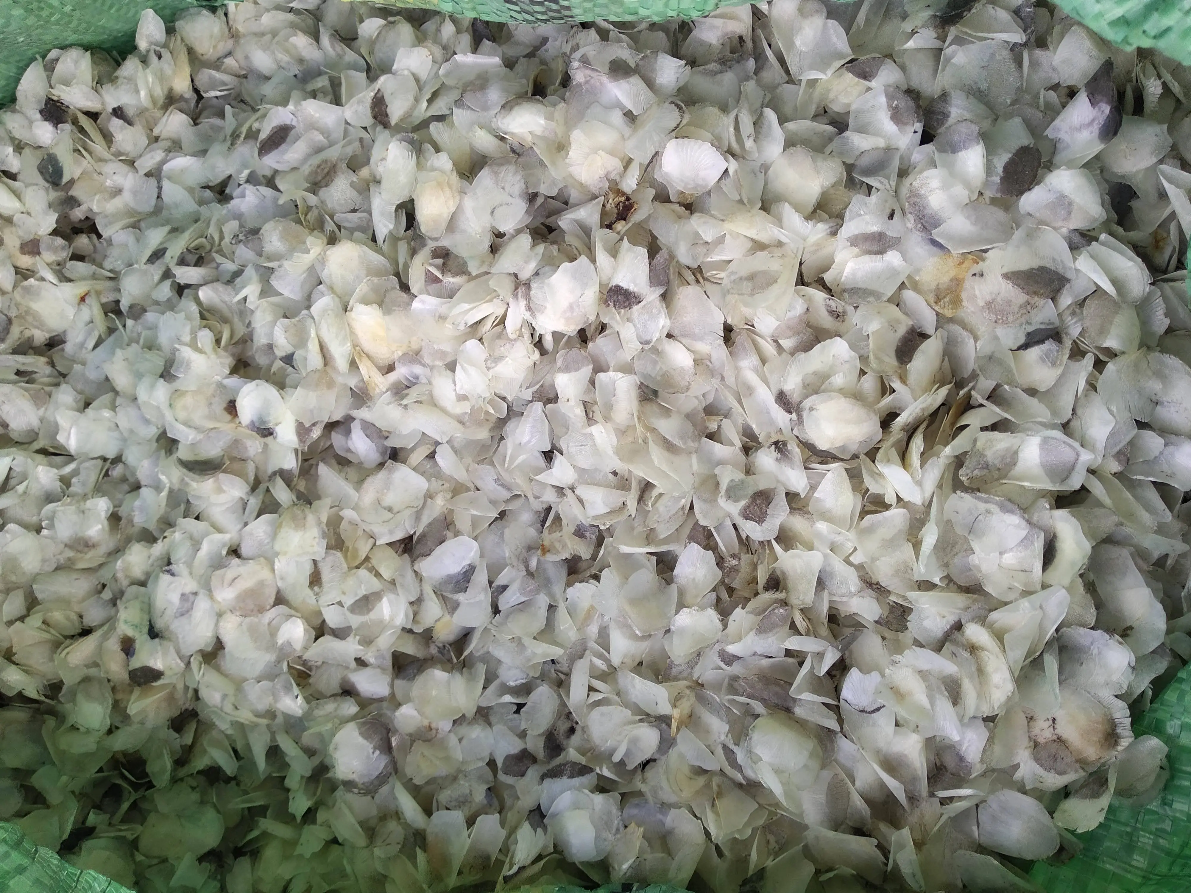 Sun Drying Fish Scale Tilapia Fish Scale For Collagen In Vietnam Export ...