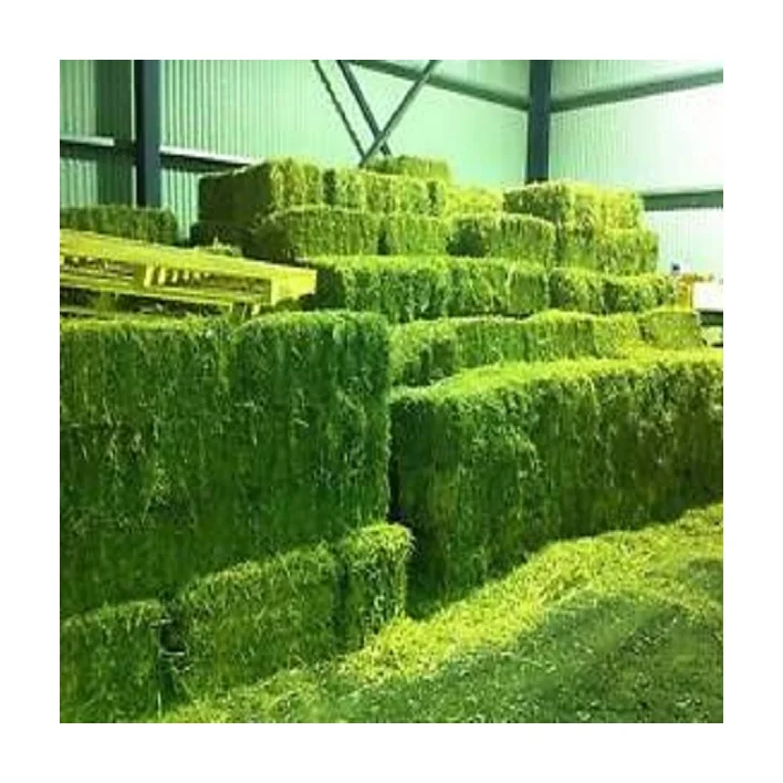 Premium Grade Alfafa Hay Animal Feeding Stuff Alfalfa,Hay/alfalfa Hay ...