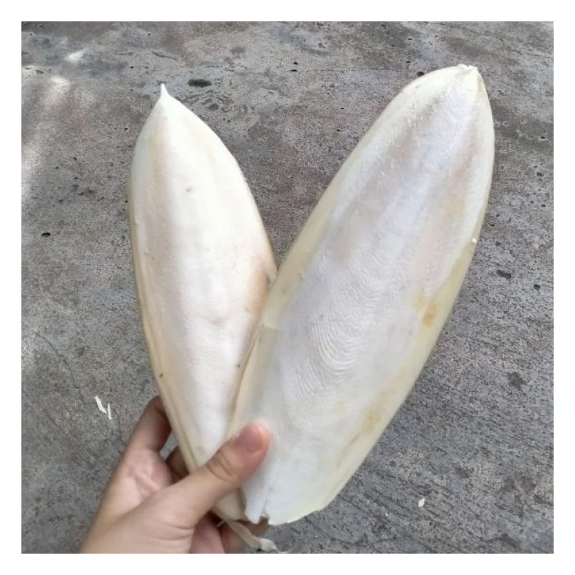Sepia Cuttlefish Bone For Birds & Reptiles - Axel +84 38 776 0892 - Buy ...