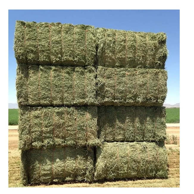 Premium Alfafa Hay / Timothy Hay/dehydrated Alfalfa Cubes Ready For ...
