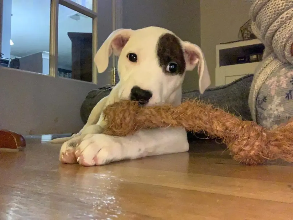 Natural Coconut Chew Rope for Dogs - Durable & Healthy