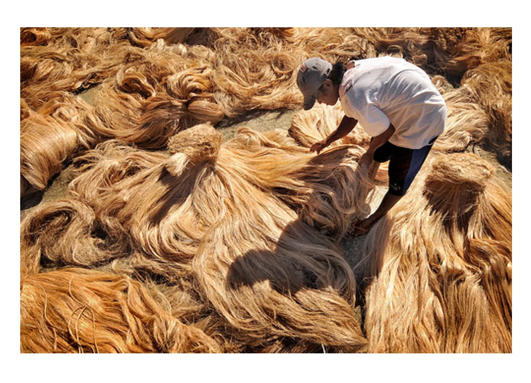 Alibaba.com: White/Brown Banana Fibre Extracting Machine for Spinning ...