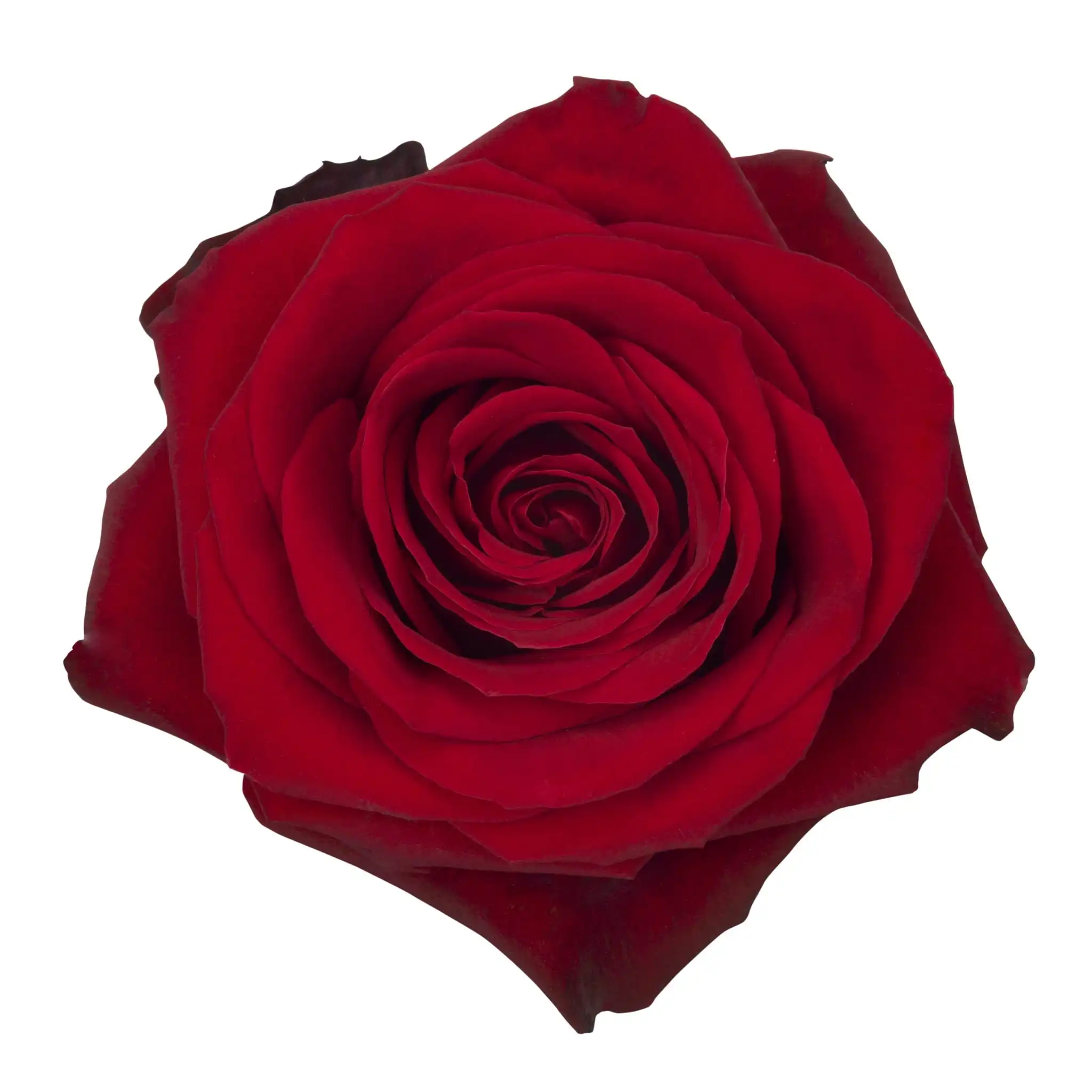 Fresh Rose Varieties
