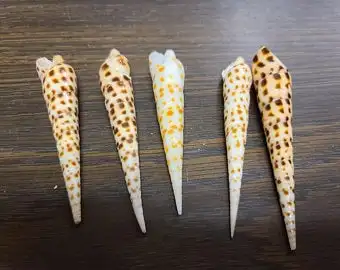 Wholesale Dry High Quality Operculum Shell Seashell Murex