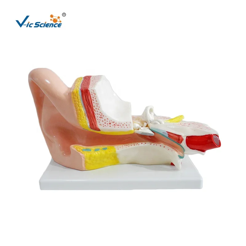 Medical Anatomical Model Middle Ear Anatomy Model Medical Science ...