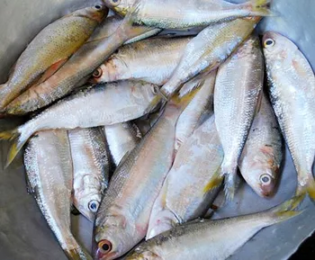 Frozen Dotted Gizzard Shad Fish (hilsa) From Vietnam Cheap Price ...