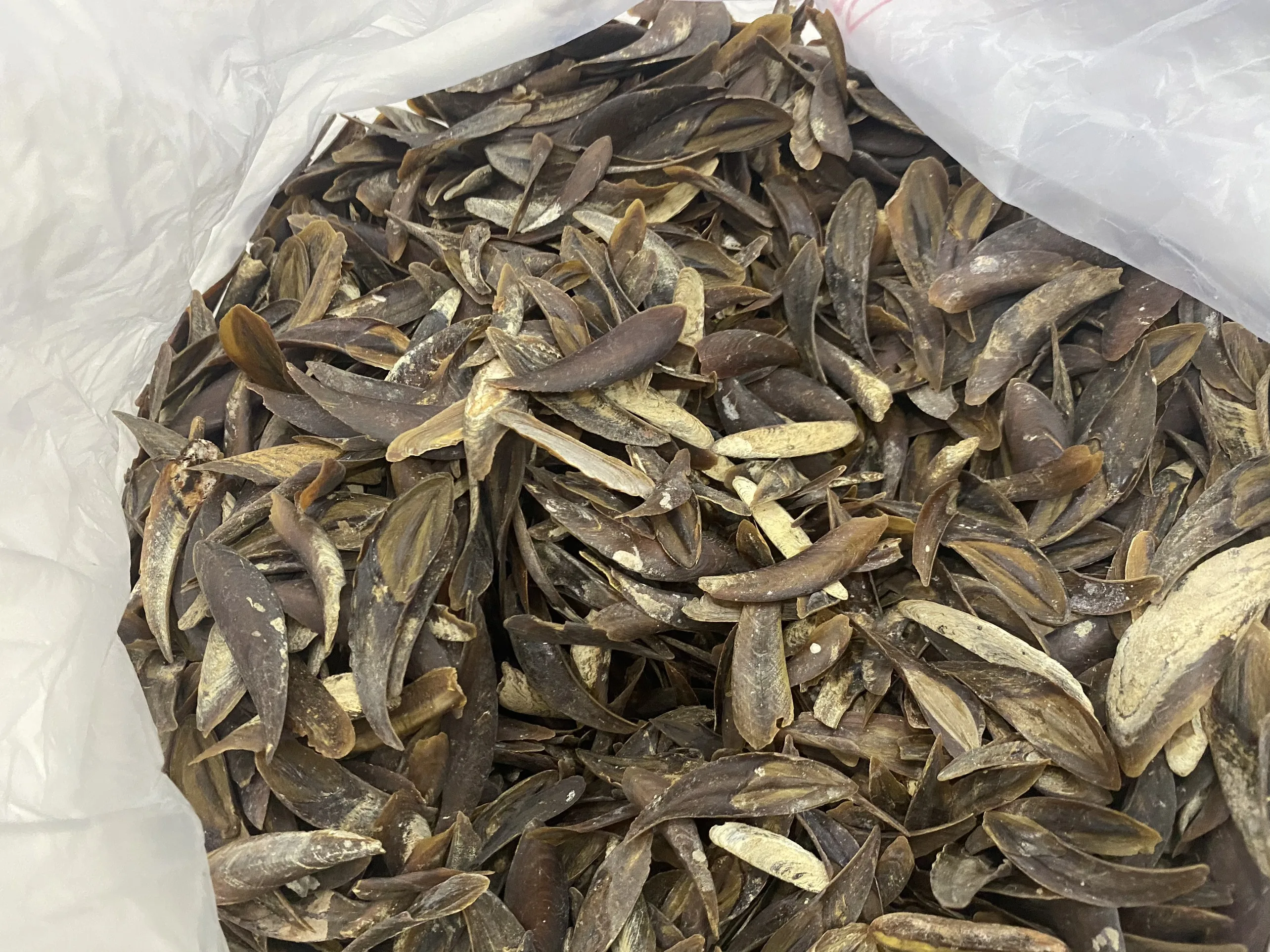 Natural Murex Operculum In Vietnam - Buy Murex Operculum,Dried Murex ...