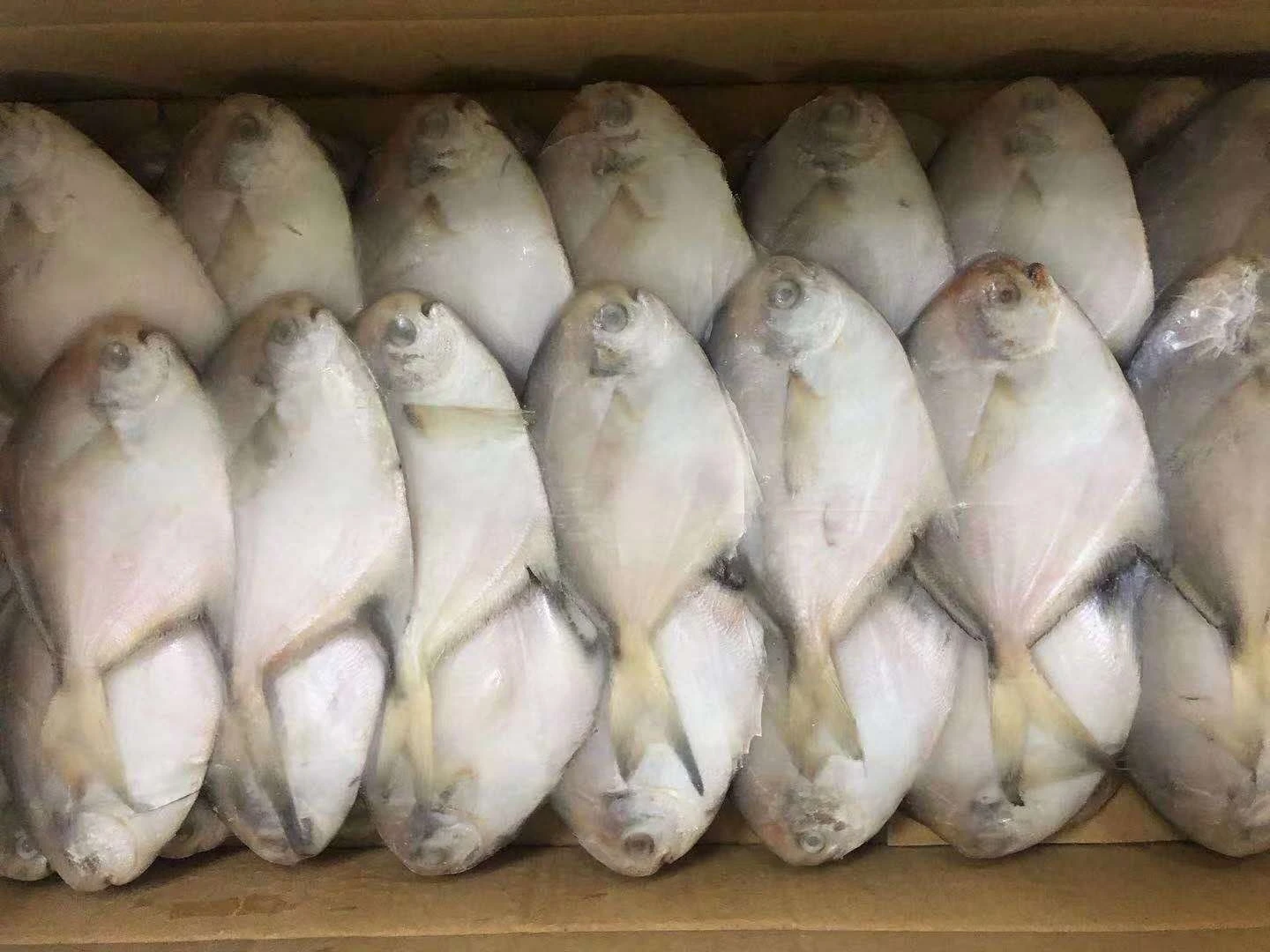 New Season Silver Pomfret Frozen White Pomfret Fish With Size 80-100 ...